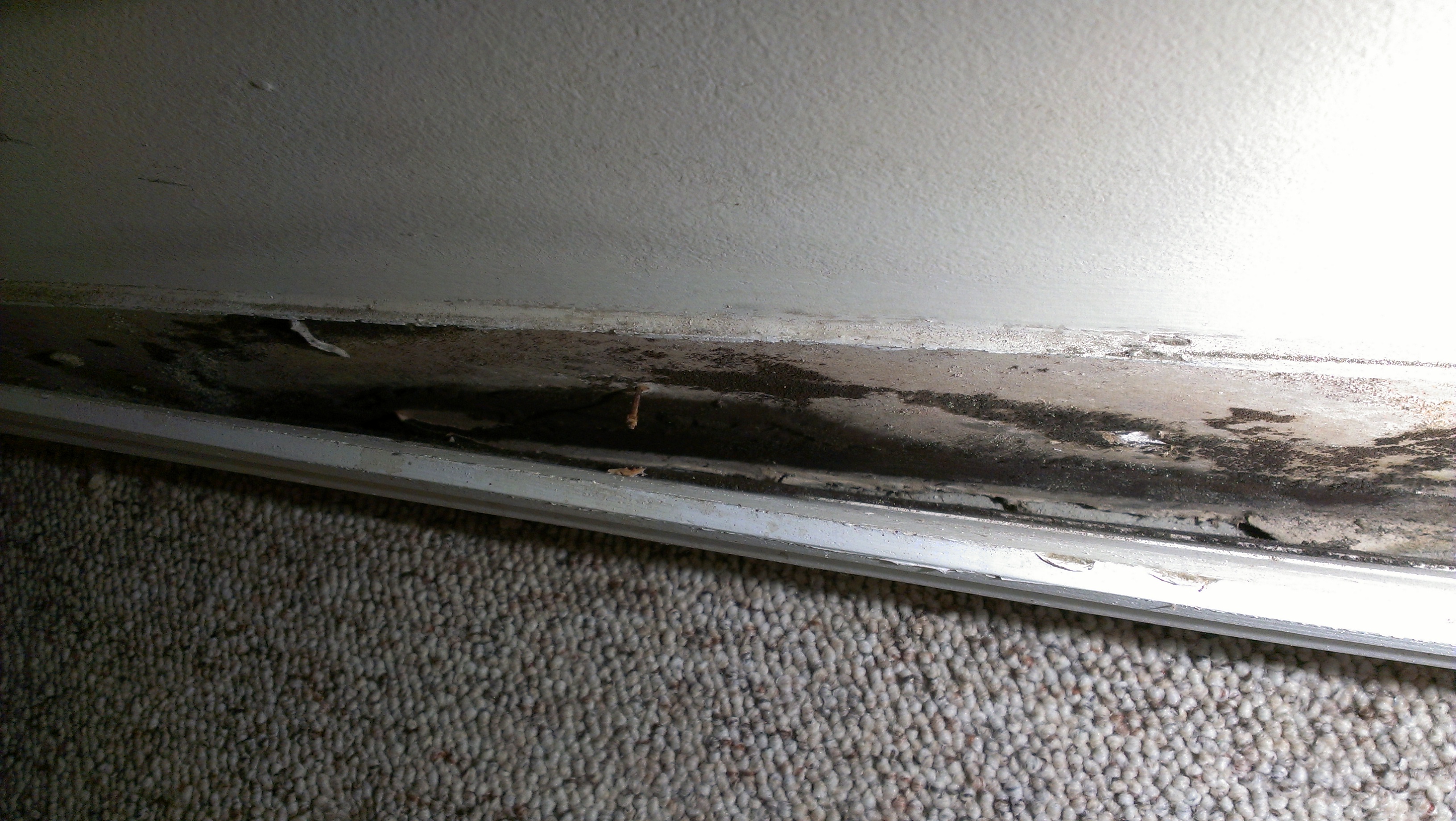 Worst Case Scenarios of Mold, What Do They Look Like? – RTS ...